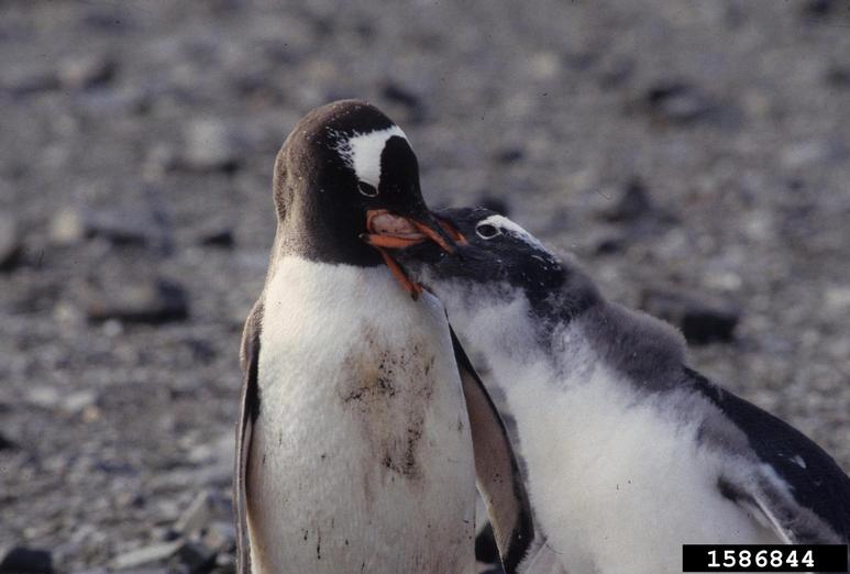 gentoo penguin (Pygoscelis papua)