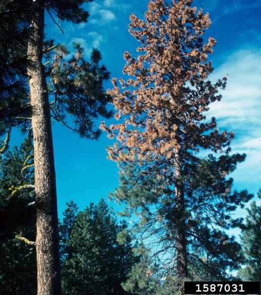 pine engraver (Ips pini)