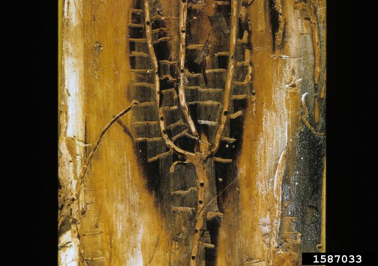 pine engraver (Ips pini)