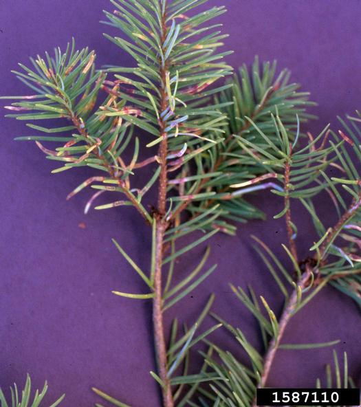 Contarinia gall midge spp. (Genus Contarinia)