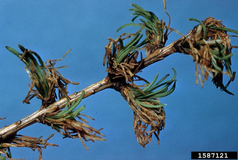 larch casebearer (Coleophora laricella)