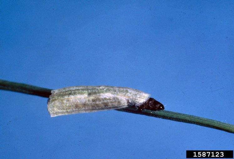 larch casebearer (Coleophora laricella (Hubner))