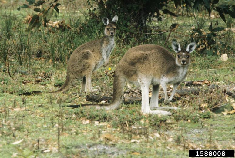 western gray kangaroo (Macropus fuliginosus)