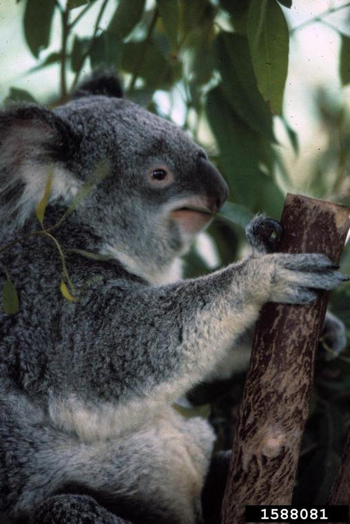 koala, Phascolarctos cinereus (Diprotodontia: Phascolarctidae) - 1588081