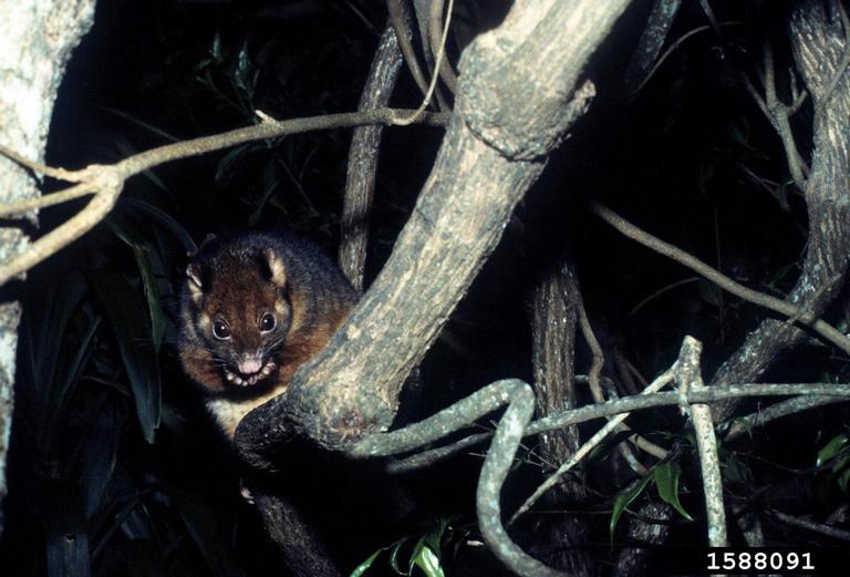 common ringtail (Pseudocheirus peregrinus Boddaert, 1785)