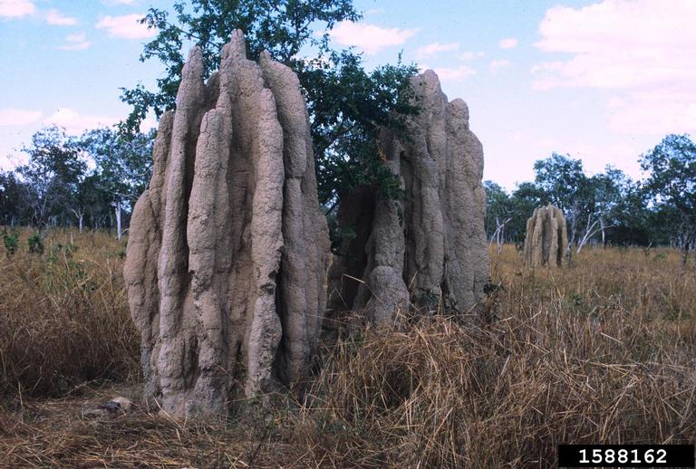 termites (Order Isoptera)
