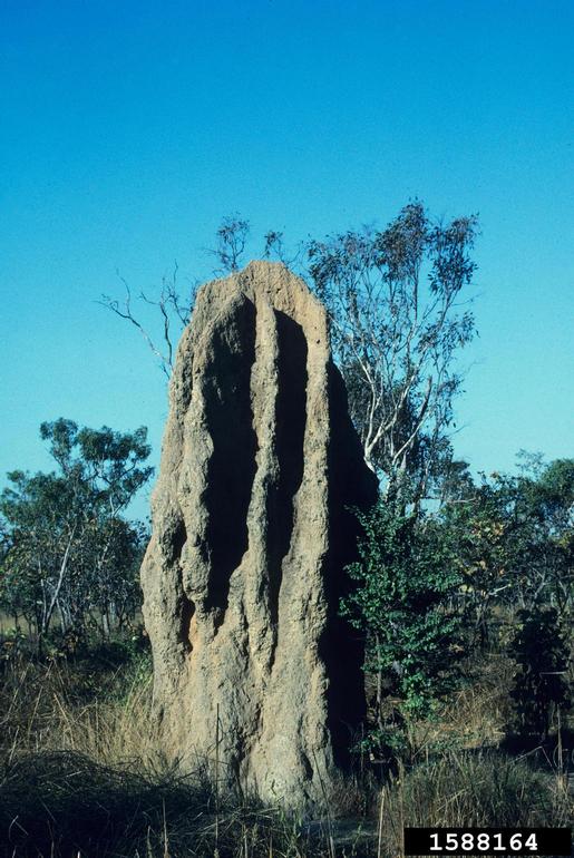 termites (Order Isoptera)