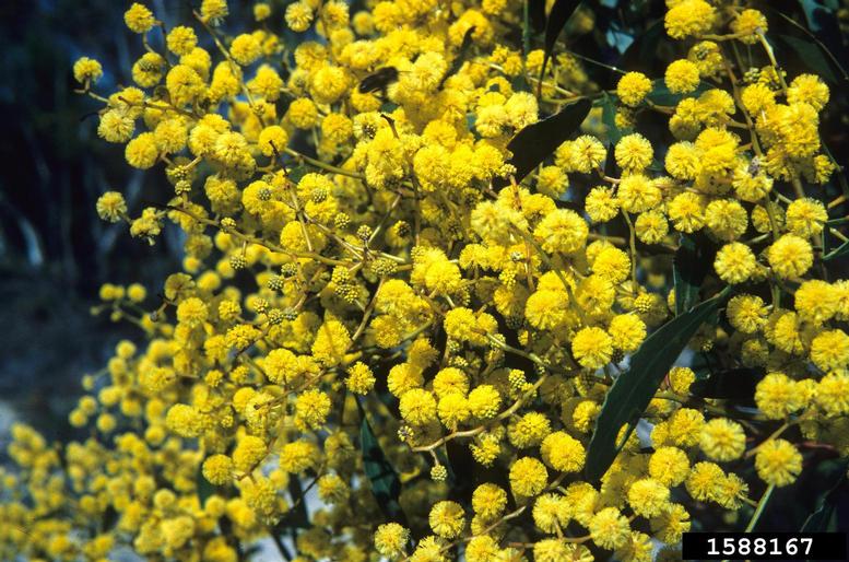 acacia (Genus Acacia)