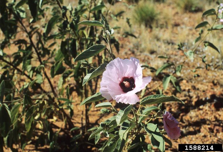 Sturt's desert rose (Gossypium sturtianum)
