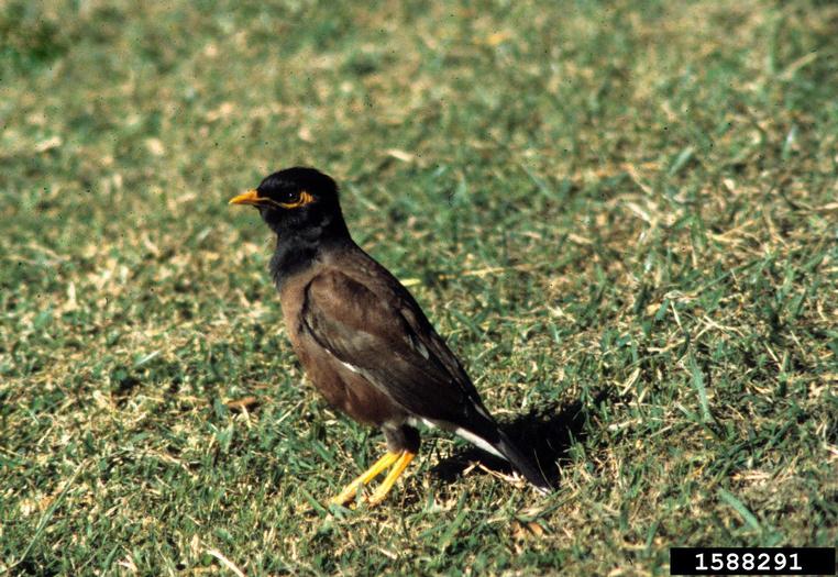 common myna (Acridotheres tristis)