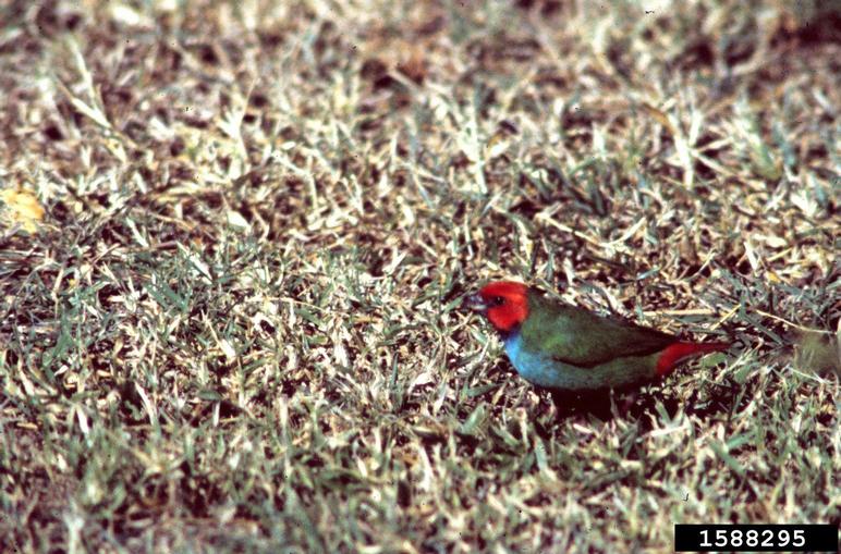 red-headed parrotfinch (Erythrura cyaneovirens)