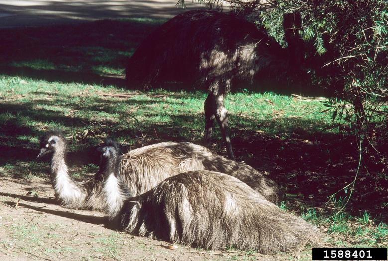 emu, Dromaius novaehollandiae (Struthioniformes: Casuariidae) - 1588401