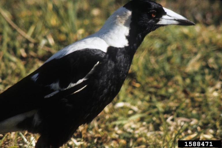 western magpie (Gymnorhina tibicen dorsalis Campbell, 1895)