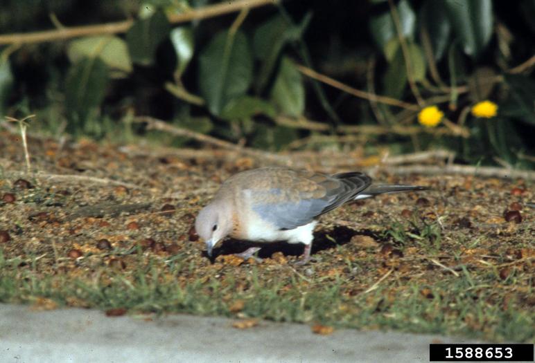 laughing dove (Streptopelia senegalensis Linnaeus, 1766)