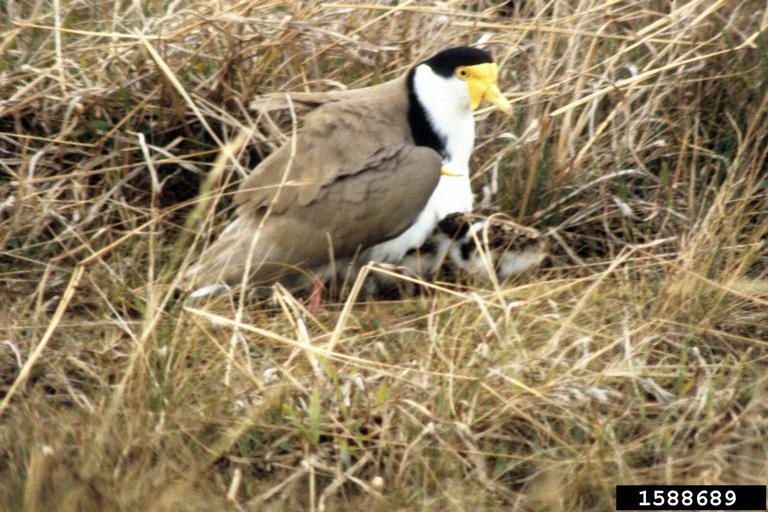Australian lapwing (Vanellus miles novaehollandiae Stephens,1819)