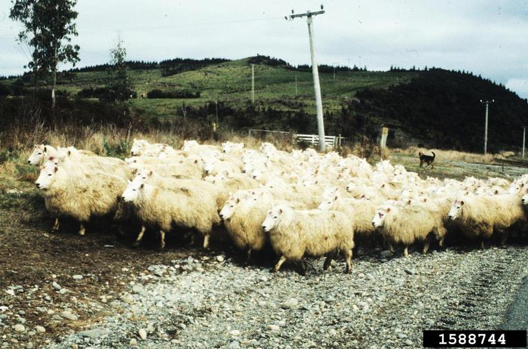 sheep (Ovis aries Linnaeus)