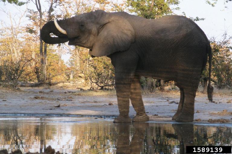 African Elephant (Loxodonta africana Blumenbach)
