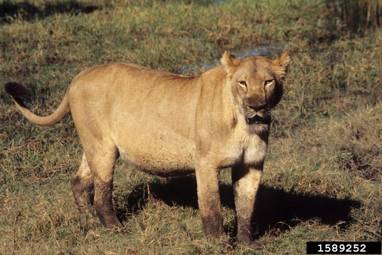 lion (Panthera leo)