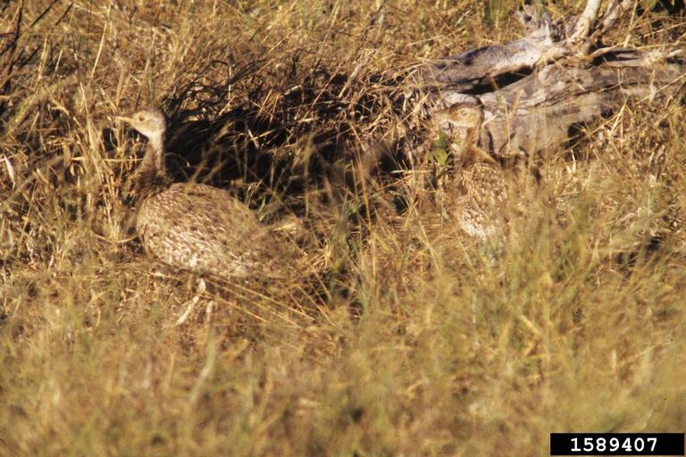 red-crested korhaan (Lophotis ruficrista (A. Smith, 1836))