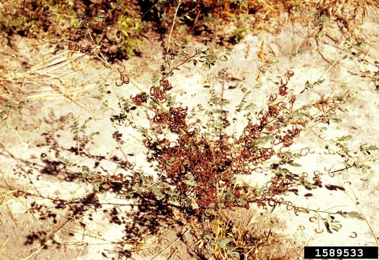 true indigo (Indigofera tinctoria)