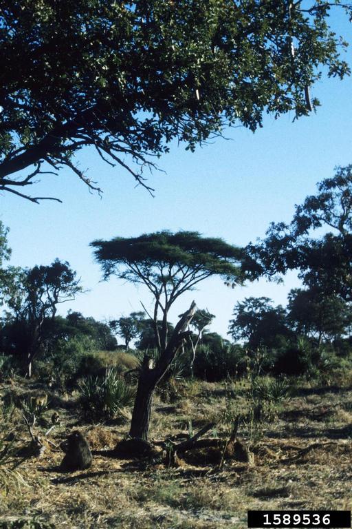 sausage tree (Kigelia africana (Lam.) Benth.)