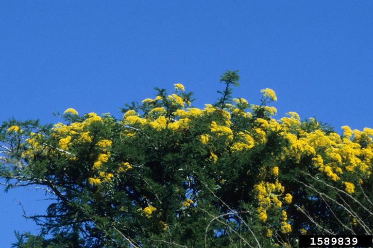 acacia (Genus Acacia P. Mill.)