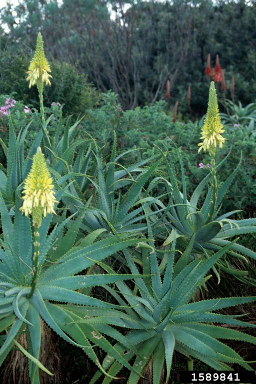 agave (Genus Agave L.)