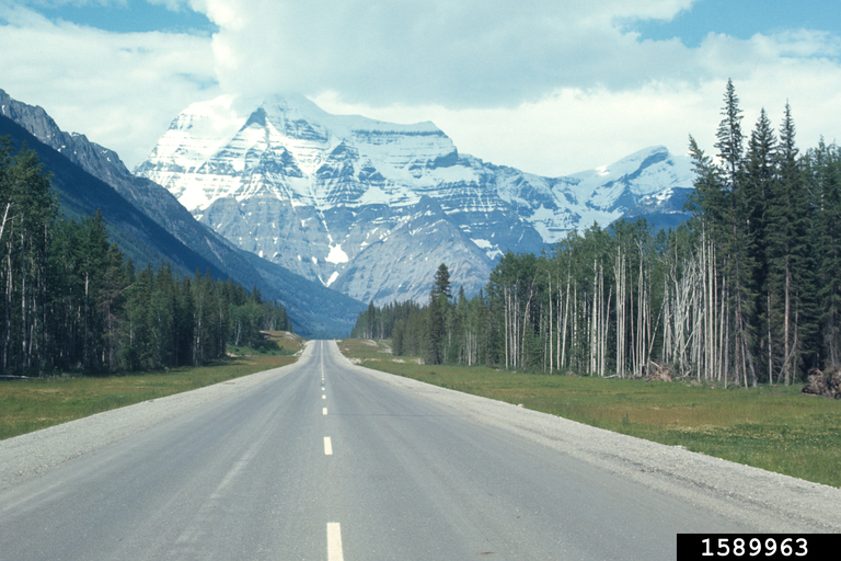 Synonym for Mountains (mountain)