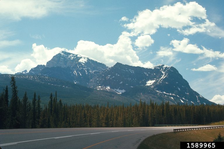 Synonym for Mountains (mountain)