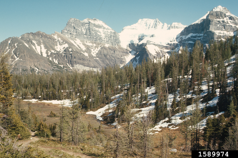 Synonym for Mountains (mountain)