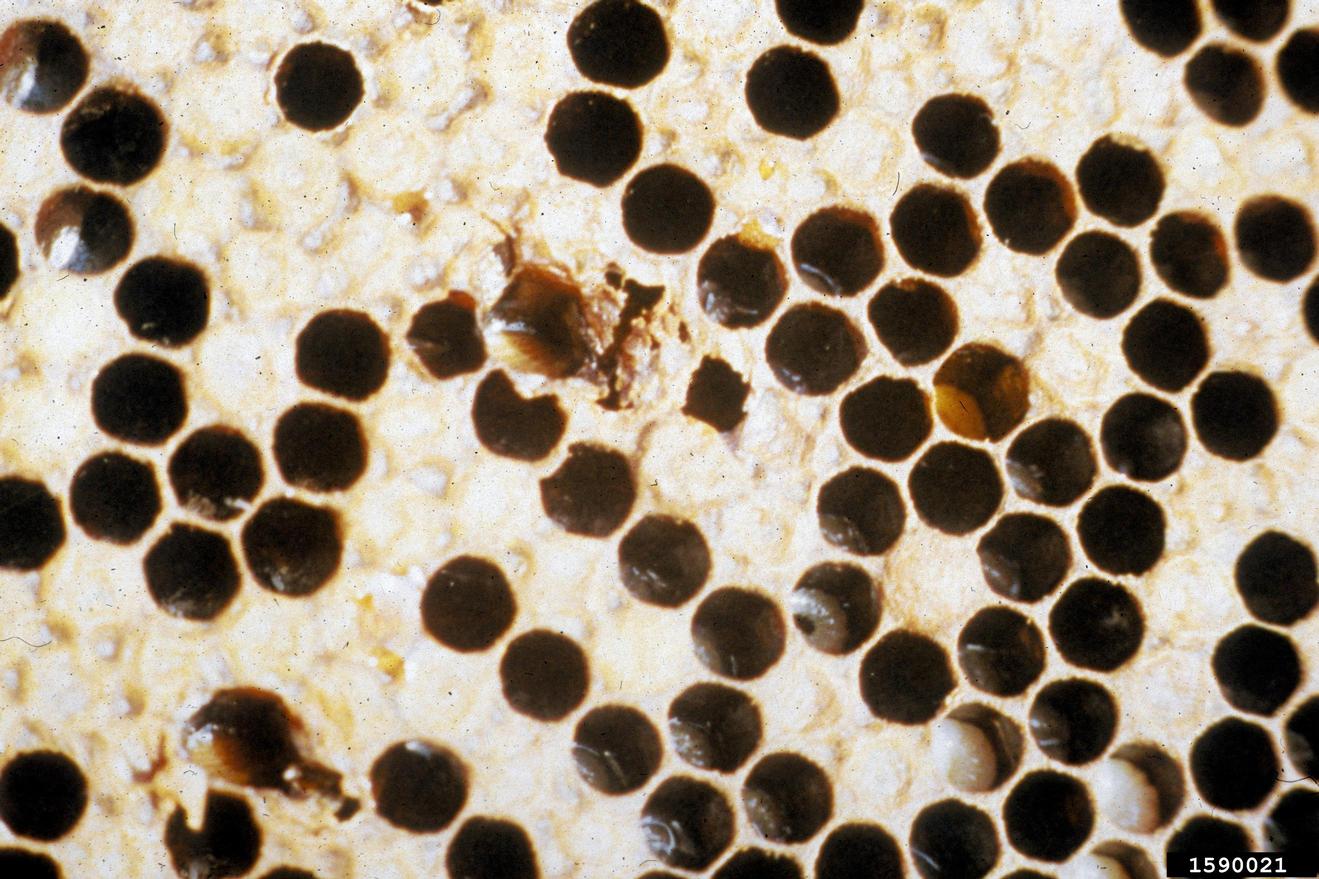 American foulbrood (Paenibacillus larvae ssp. larvae White 1906)