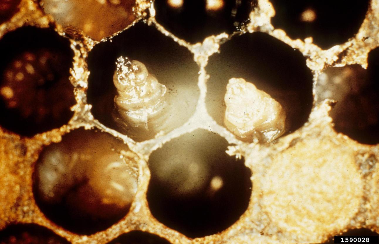European Foulbrood (Melissococcus plutonius)