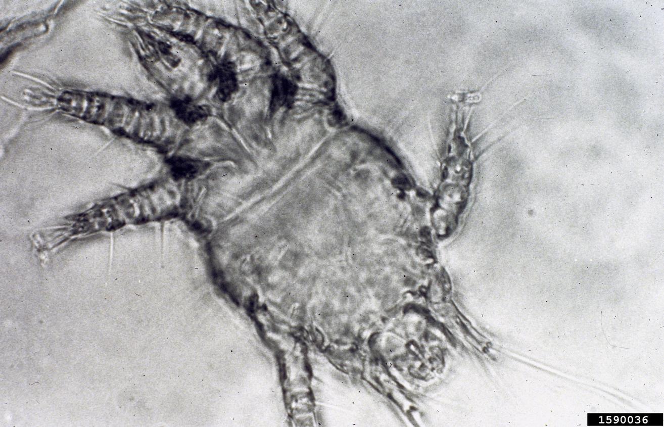 honey bee mite (Acarapis woodi (Rennie, 1921))