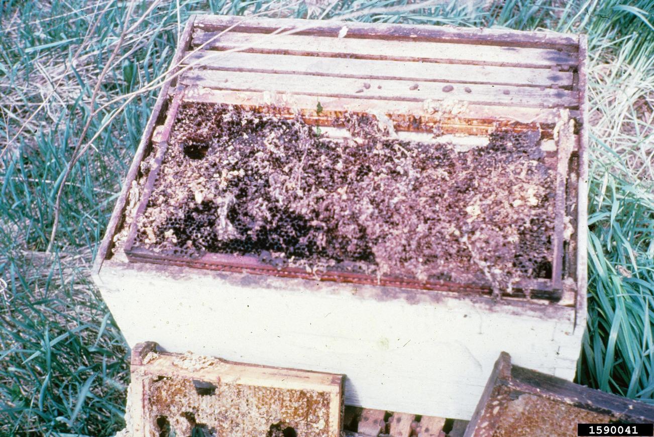 microsporidians (Nosema apis Zonder 1909)