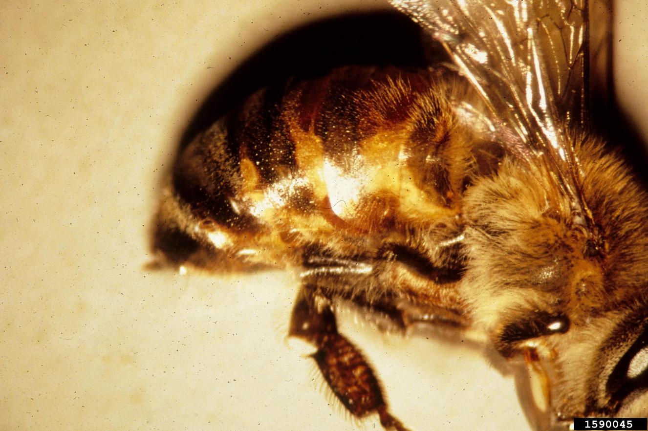 honey bee varroa mite (Varroa destructor Anderson & Trueman, 2000)