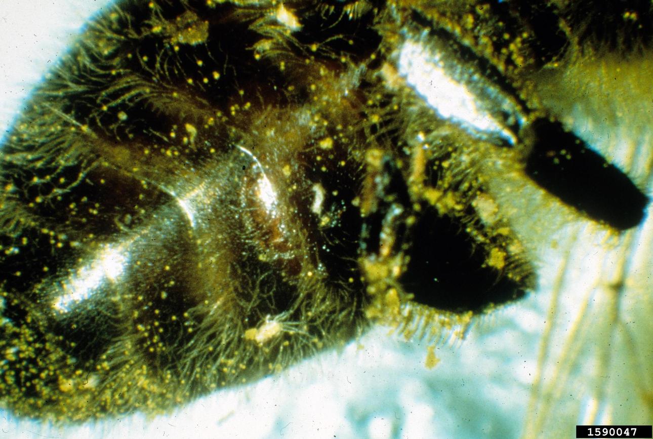 honey bee varroa mite (Varroa destructor Anderson & Trueman, 2000)
