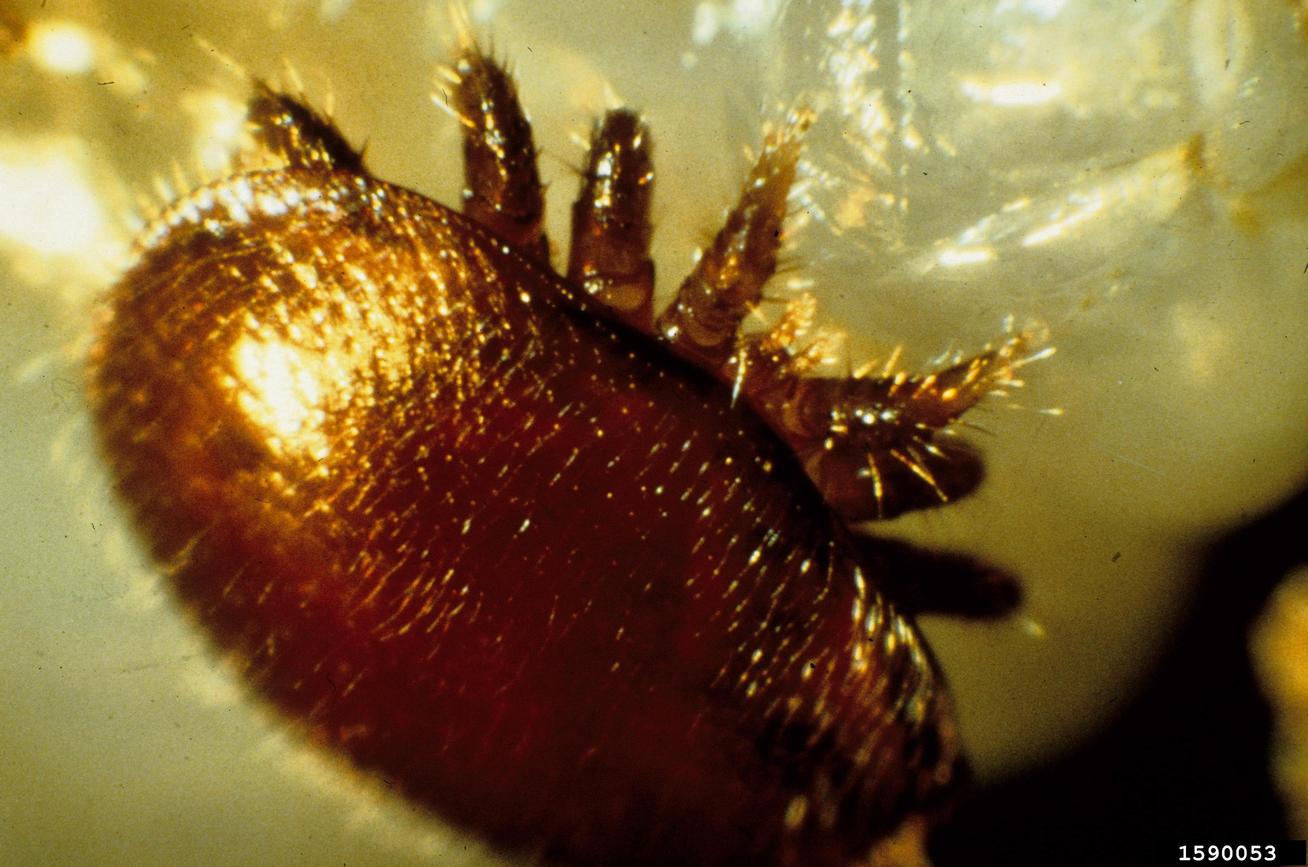 honey bee varroa mite (Varroa destructor)