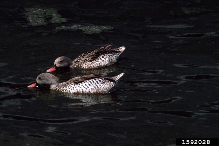 cape teal (Anas capensis Gmelin, 1789)
