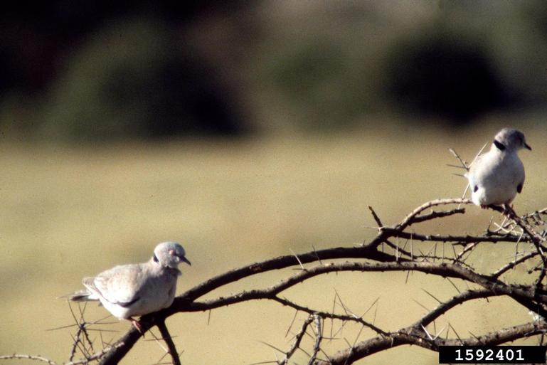 ring-necked dove (Streptopelia capicola (Sundevall, 1857))