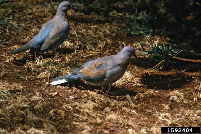 laughing dove (Streptopelia senegalensis)