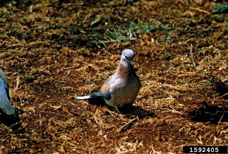 laughing dove (Streptopelia senegalensis Linnaeus, 1766)