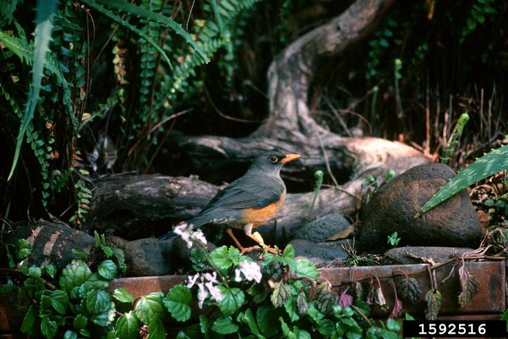 northern olive thrush (Turdus olivaceus Linnaeus)