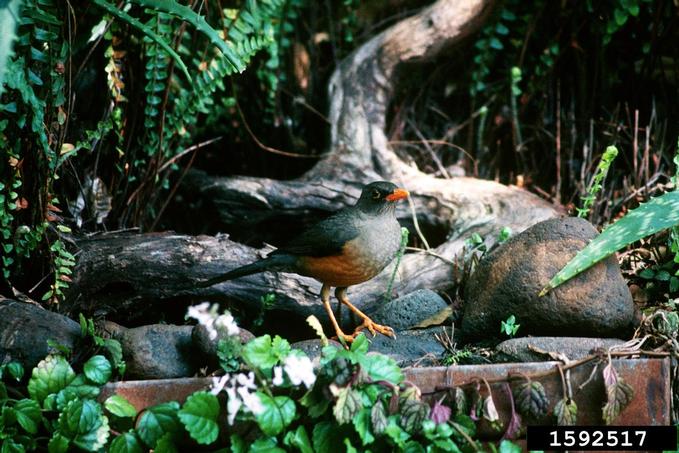 northern olive thrush (Turdus olivaceus Linnaeus)