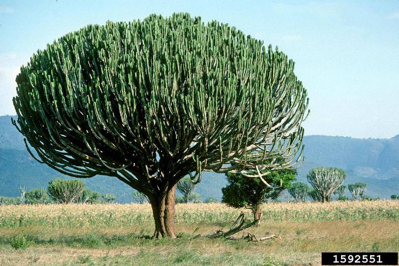 candelabra tree (Euphorbia ingens Tremaut. ex Kotschy)