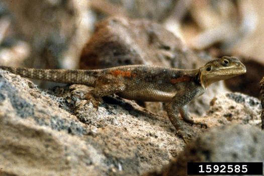 ground agama, Agama aculeata (Squamata: Agamidae) - 1592585