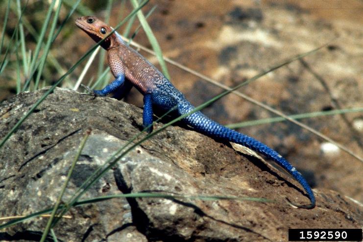 agamas (Genus Agama Daudin, 1802)