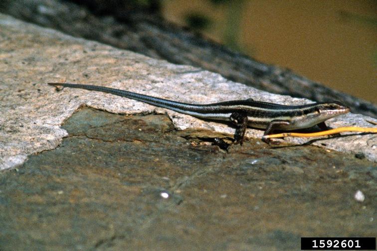 skinks (Family Scincidae)