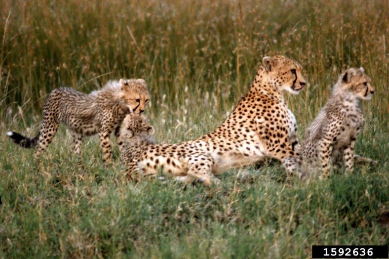 cheetah (Acinonyx jubatus)