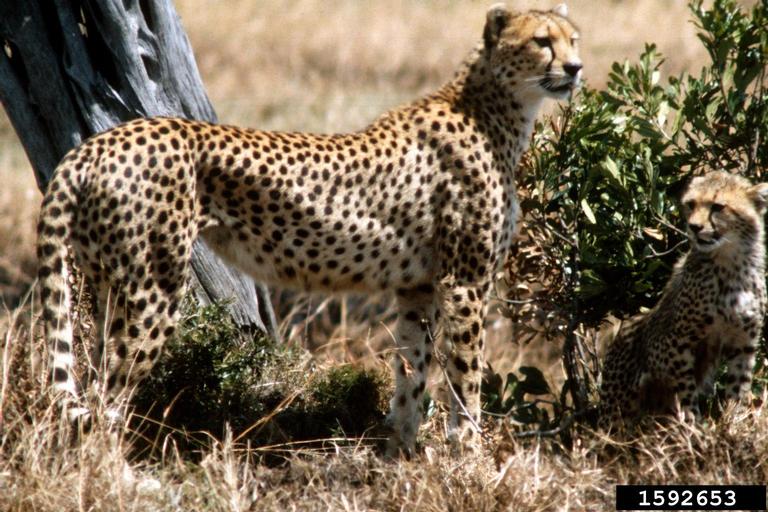 cheetah (Acinonyx jubatus)