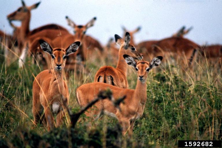 impala (Aepyceros melampus)